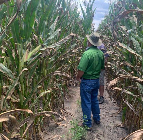 Investigating a rapid decline in North Florida corn fields - Corn South